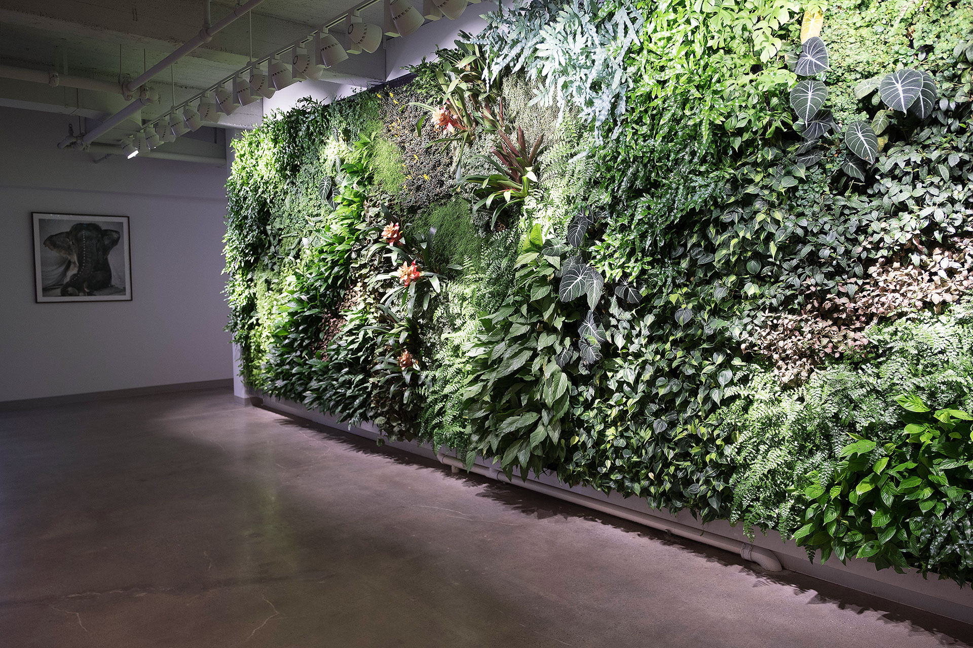 EcoWalls | Living Wall Specialists